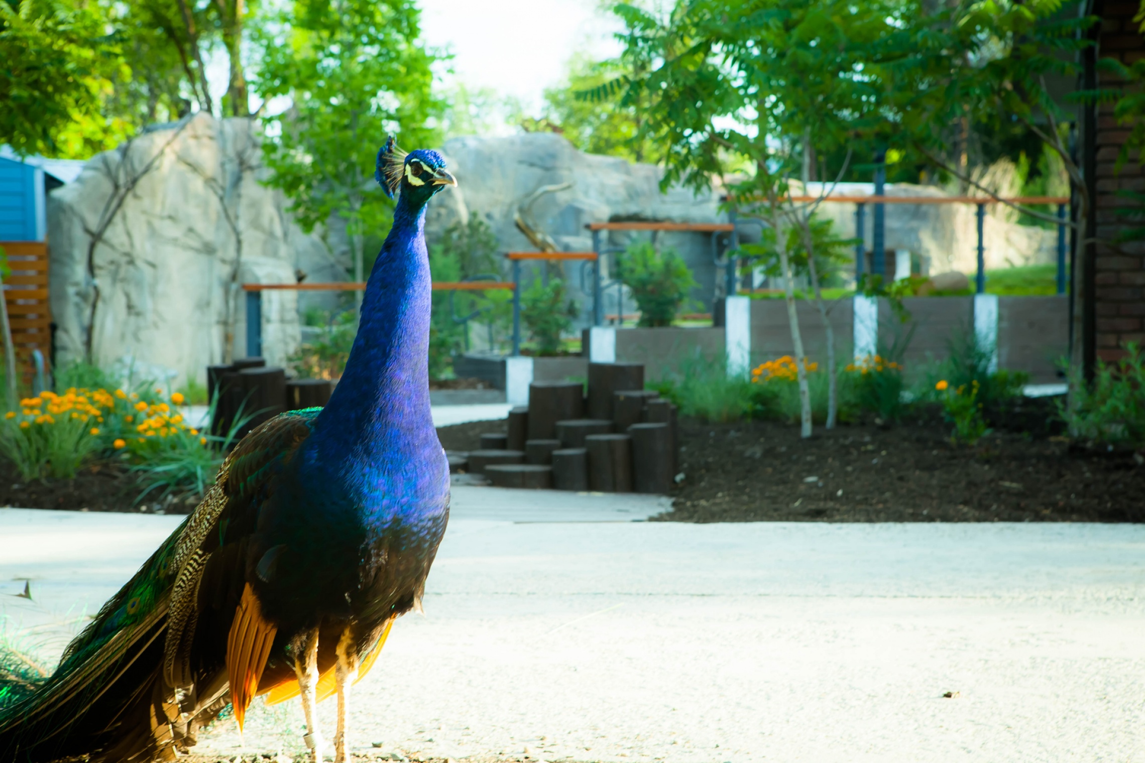 King Vulture-Macaw Exhibit - Tracy Aviary - AMD Architecture